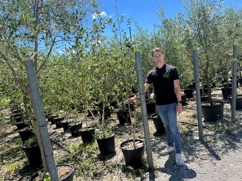 Birch Multi-Stem Trees - Betula utilis 'Jacquemontii' | Harrod Outdoors