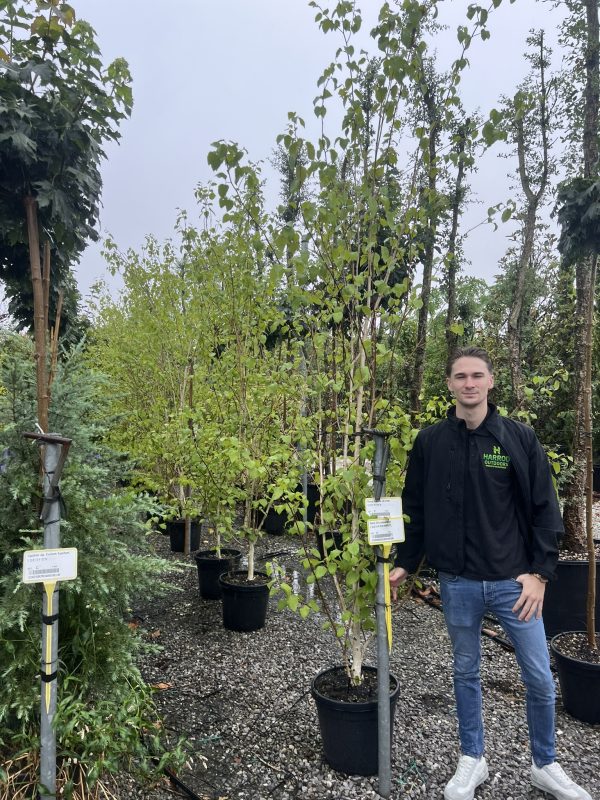 Birch Multi-Stem Trees - Betula utilis 'Jacquemontii' | Harrod Outdoors