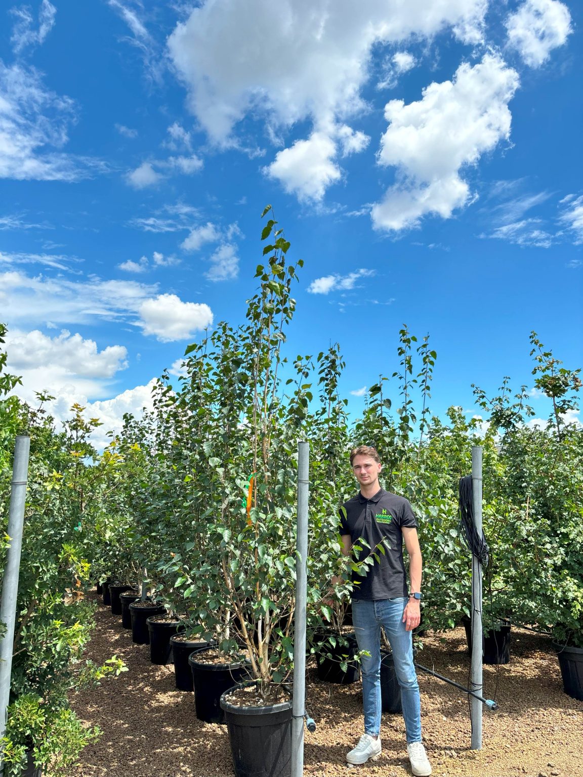 Birch Multi-Stem Trees - Betula utilis 'Jacquemontii' | Harrod Outdoors