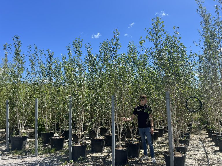 Birch Multi-Stem Trees - Betula utilis 'Jacquemontii' | Harrod Outdoors