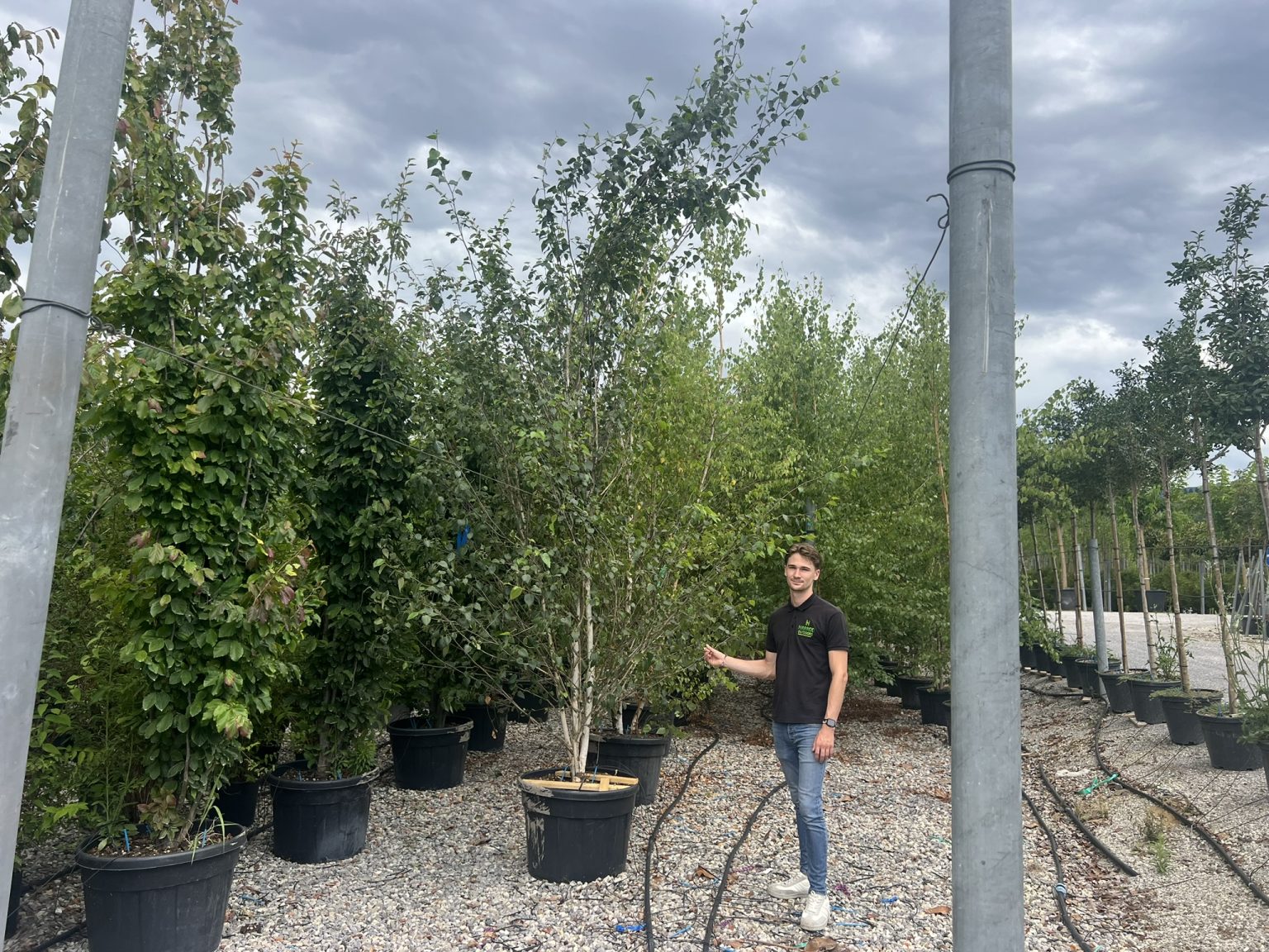 Birch Multi-Stem Trees - Betula utilis 'Jacquemontii' | Harrod Outdoors