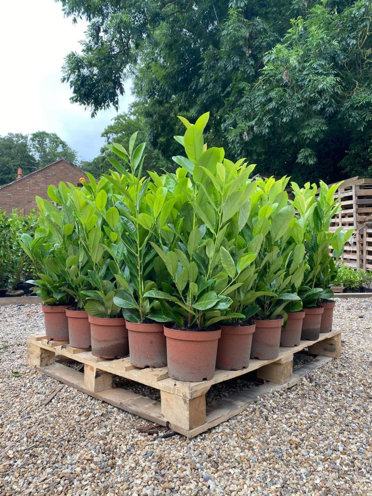 Buy Hedges, Trees & Topiary Online | Harrod Outdoors