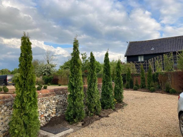 Thuja Smaragd Hedging Plants - Thuja Occidentalis Smaragd | 200-230cm ...