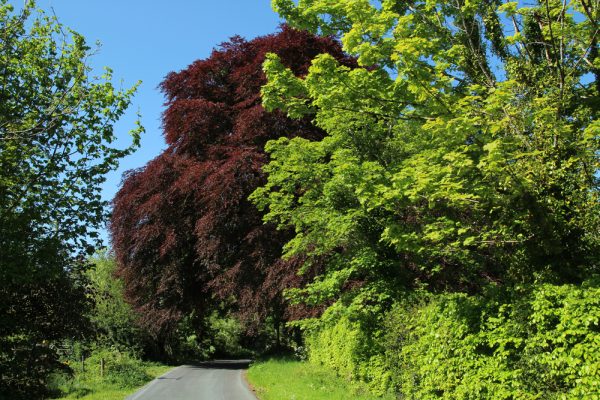 Copper Beech Full Standard Trees - Fagus Sylvatica Atropurpurea ...