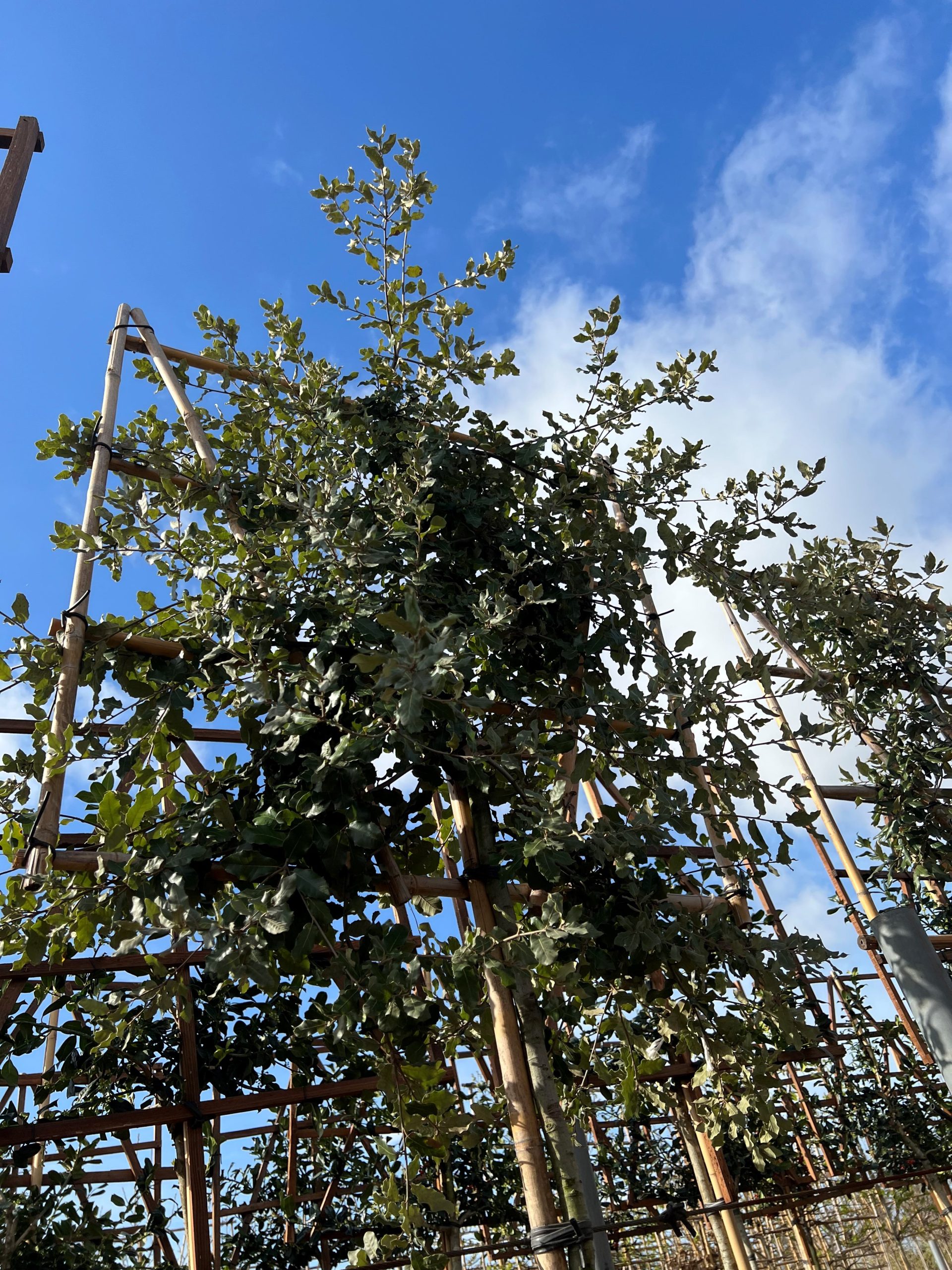 Holm Oak Pleached Trees - Quercus ilex Hedging | Harrod Outdoors